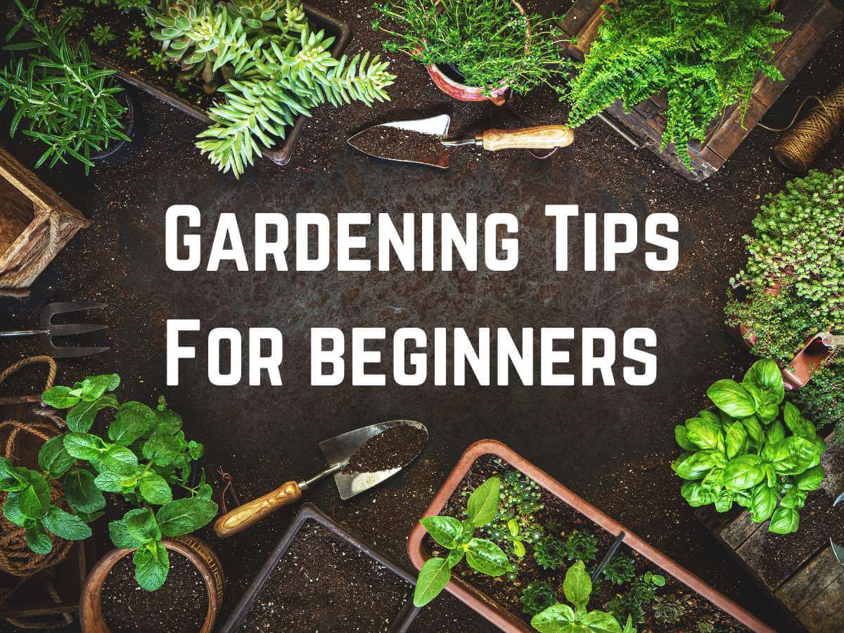 Best Gardening Tips for Beginners: Easy Steps to Grow Success ...